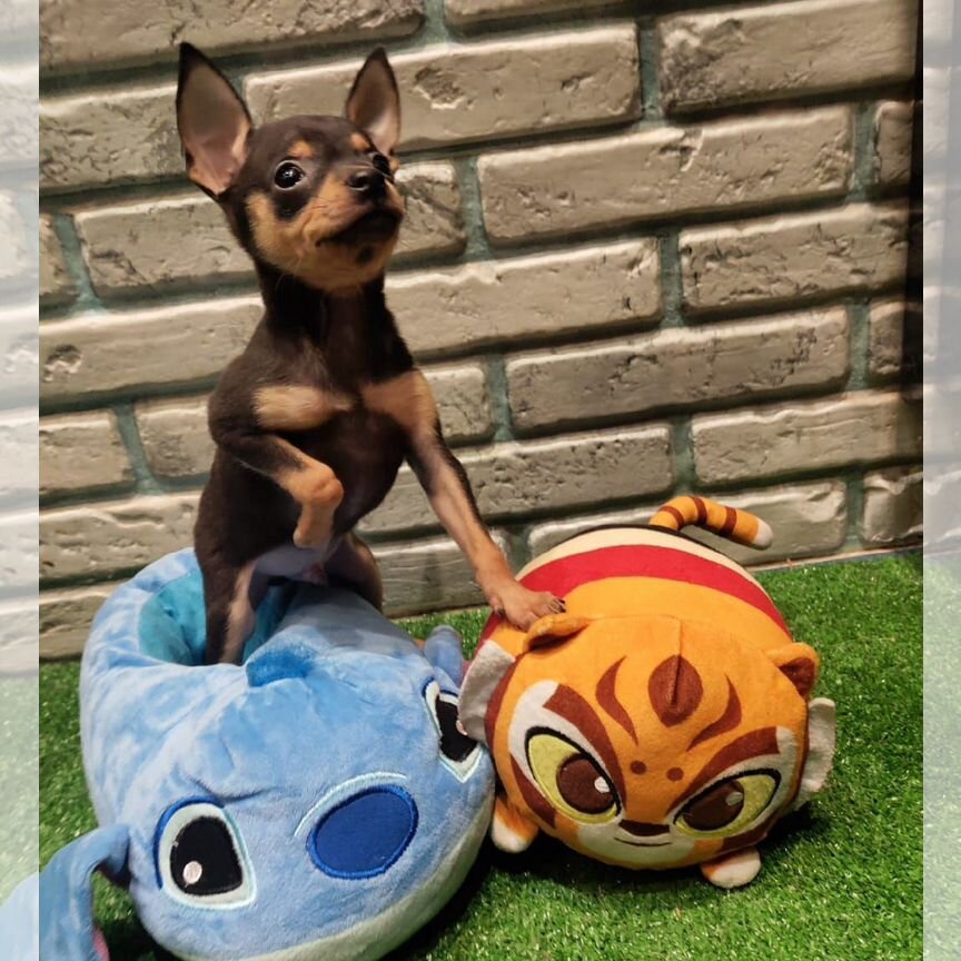 Русский той-терьер, щенок