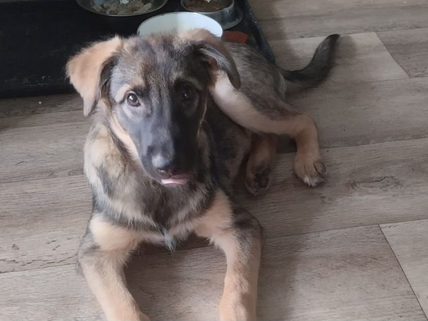 Щенок Матисс ищет дом