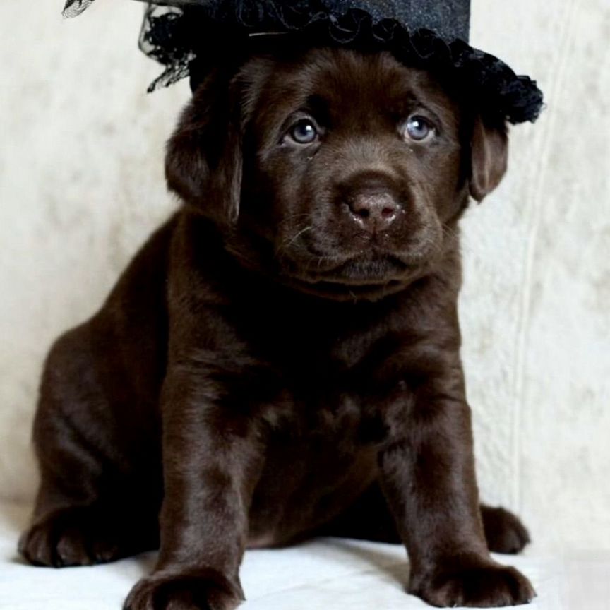 Лабрадор-ретривер, щенок