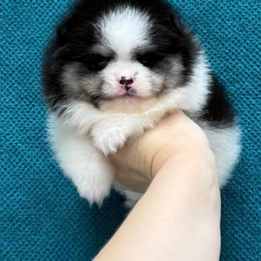 Померанский шпиц, щенок