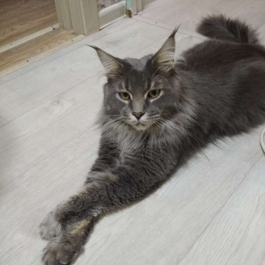 Мейн-кун вязка