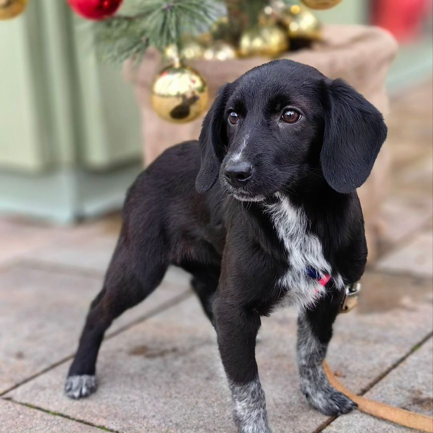 Щенок в добрые руки