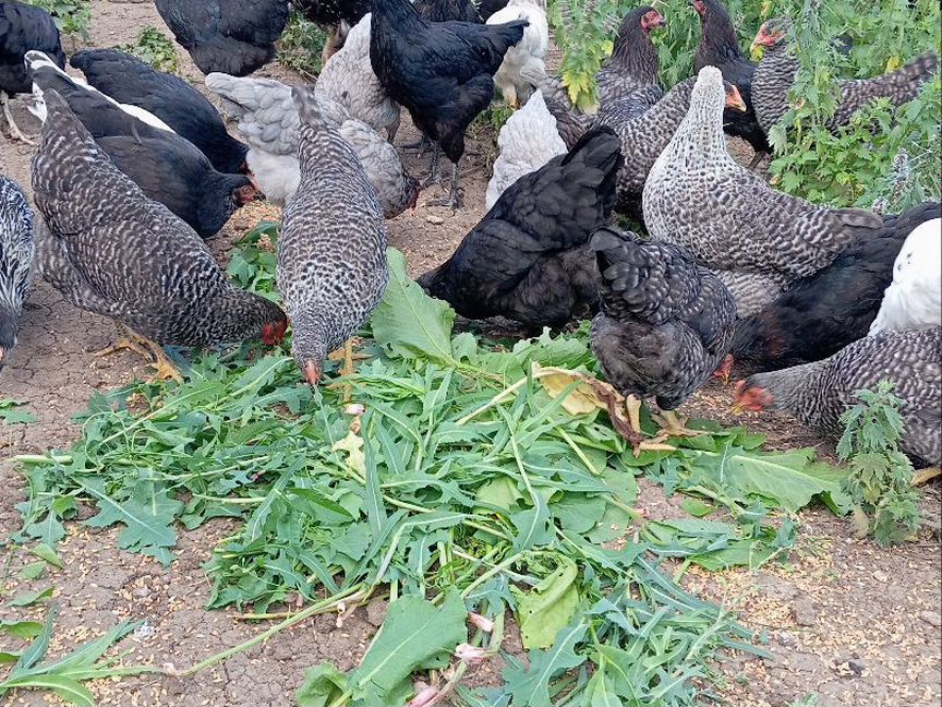 Куры молодки несушки доминант