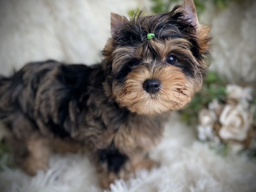 Супер малыш мерле