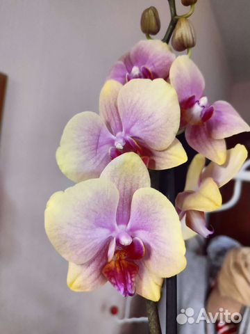 Орхидея фаленопсис sara blash купить в Москве | Товары для дома и дачи ...