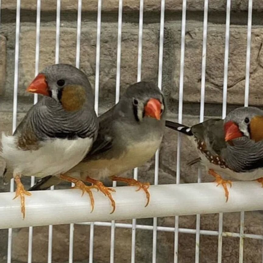 Отдам самца амадина