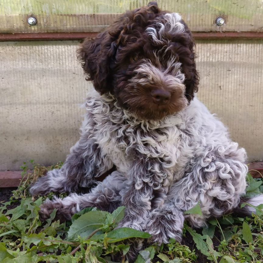 Щенок Лаготто Романьоло Эксклюзив Италия Трюфель