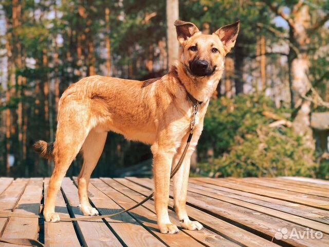 Собака в добрые руки