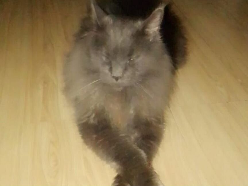 Кот майкун