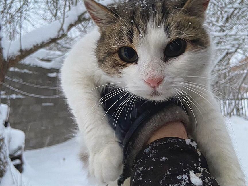 Кошка в дар бесплатно