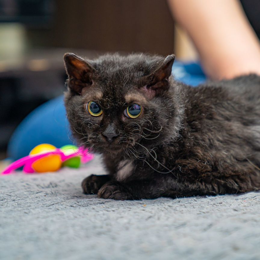 Застенчивой Касе очень нужна семья