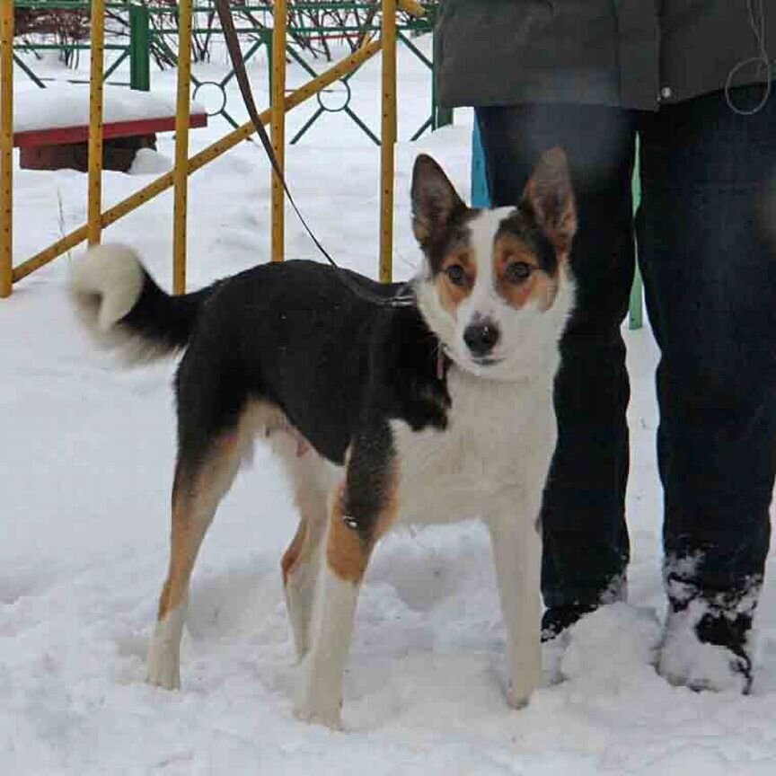 Идеальная собачка Айка