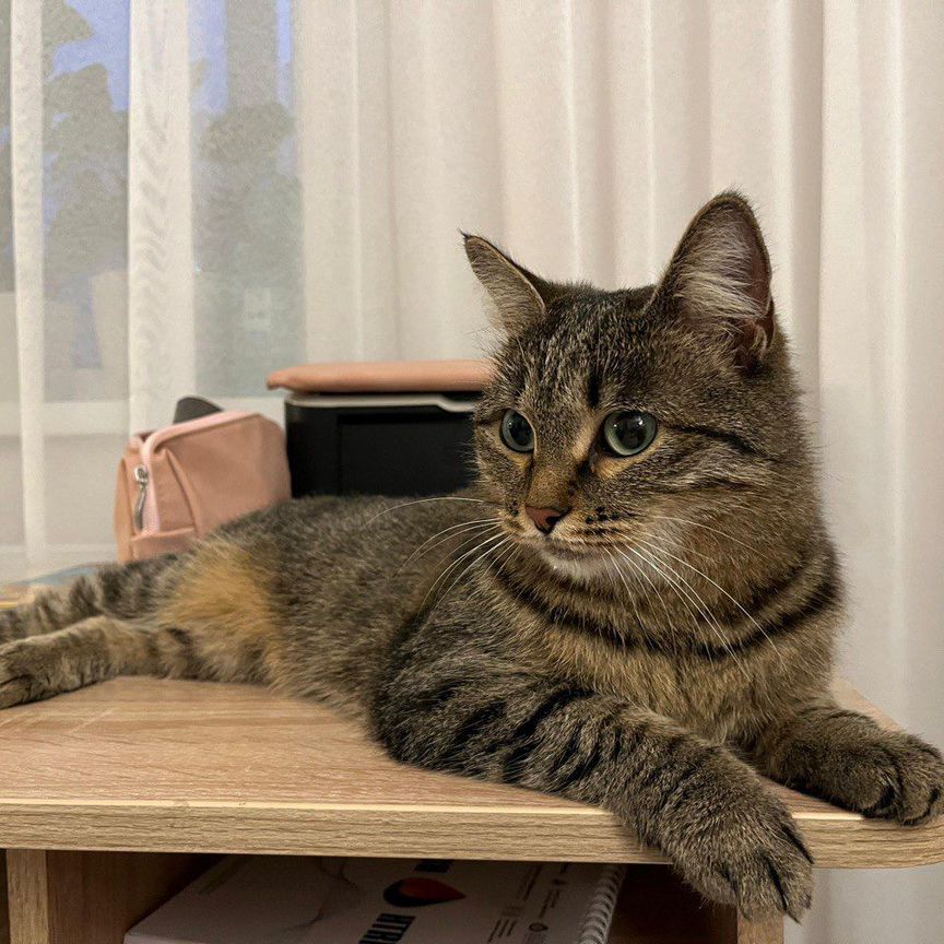 Ласковая кошечка потеряшка в дар