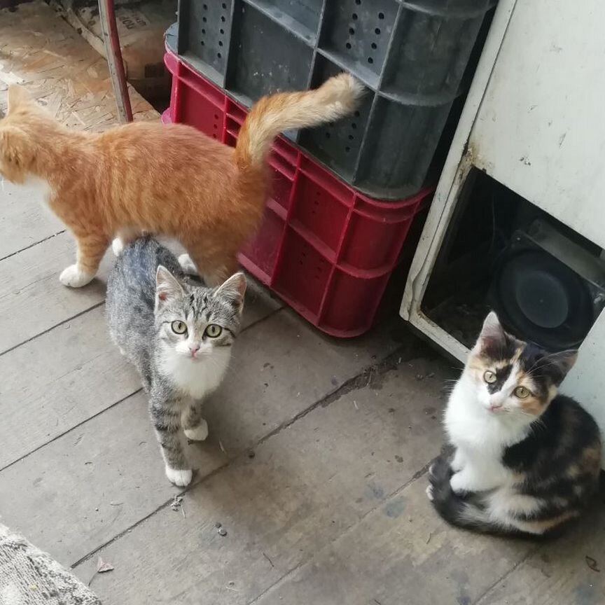 Кошки бесплатно