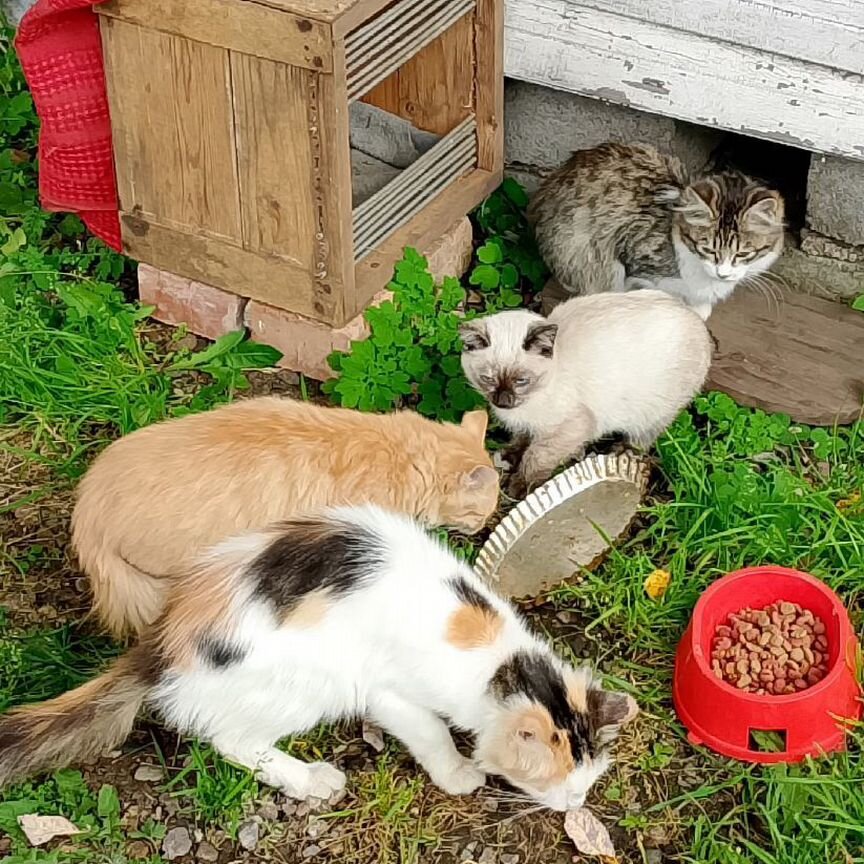 Сиамская кошка, взрослая