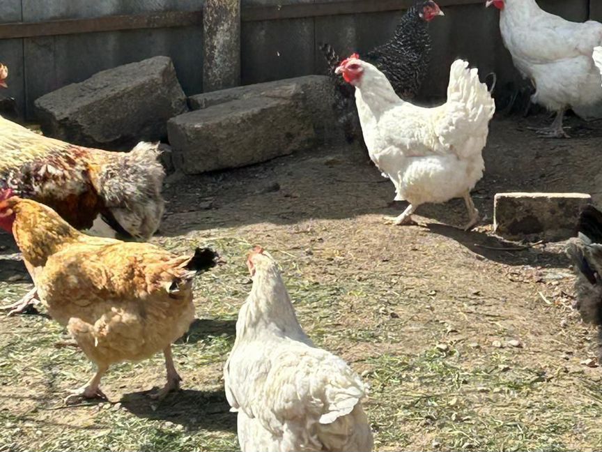 Суточные цыплята