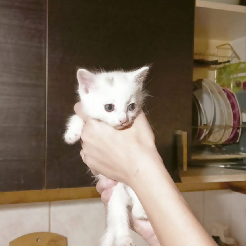 Котики ангорские практически в дар)