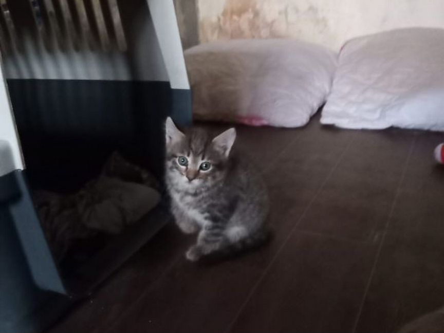 Котёнок ищет доброе и заботливое сердце