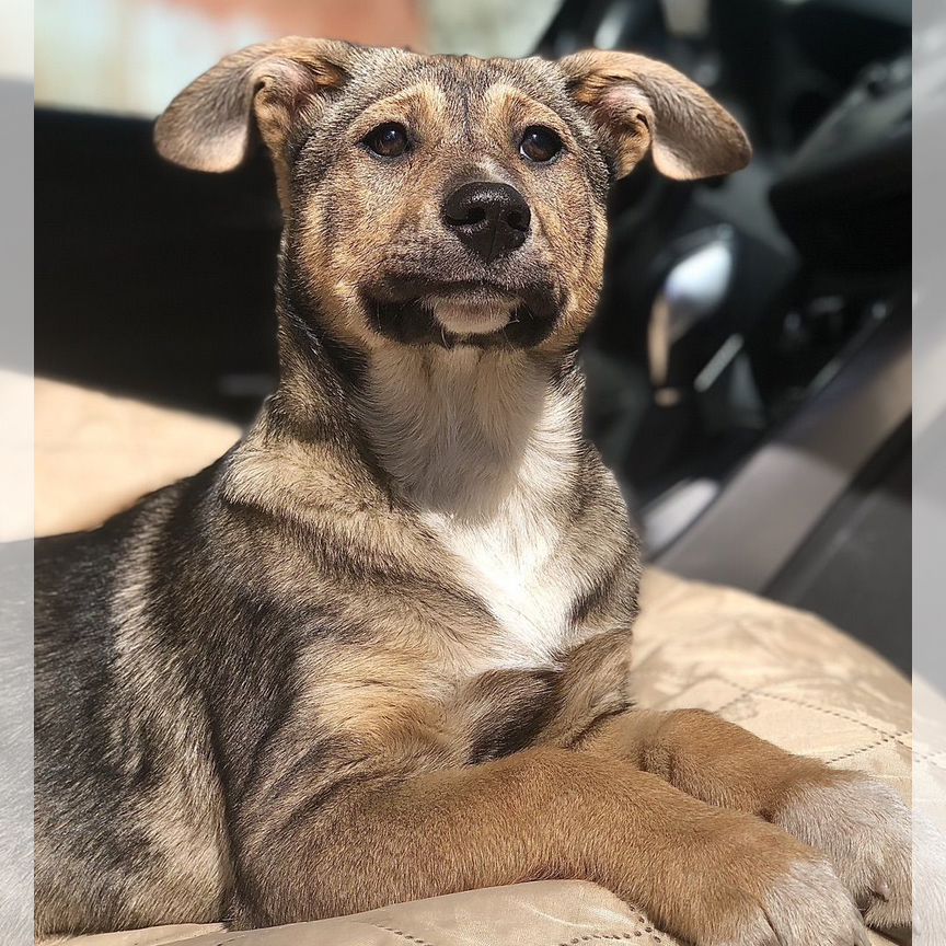 Щенок в добрые руки