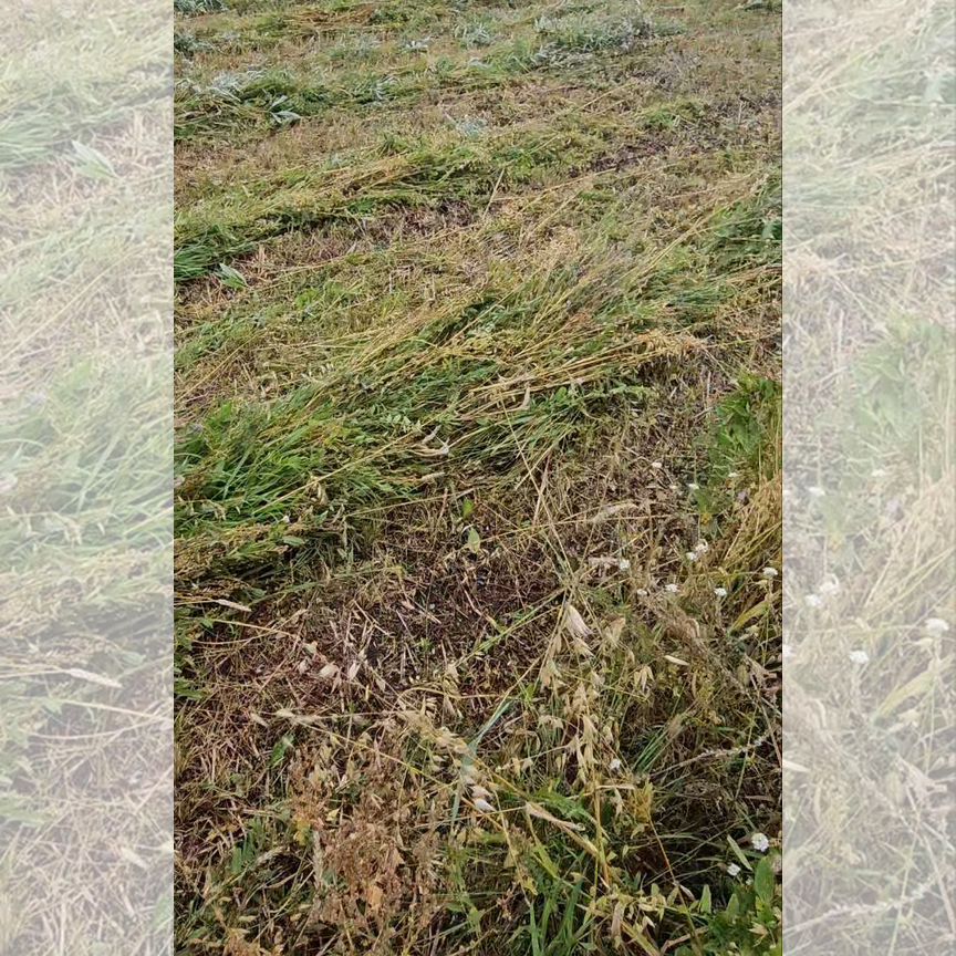 Сено в рулонах 2025г