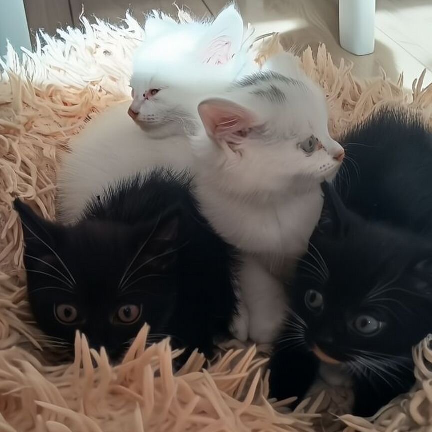 Котята в добрые руки 1 месяц