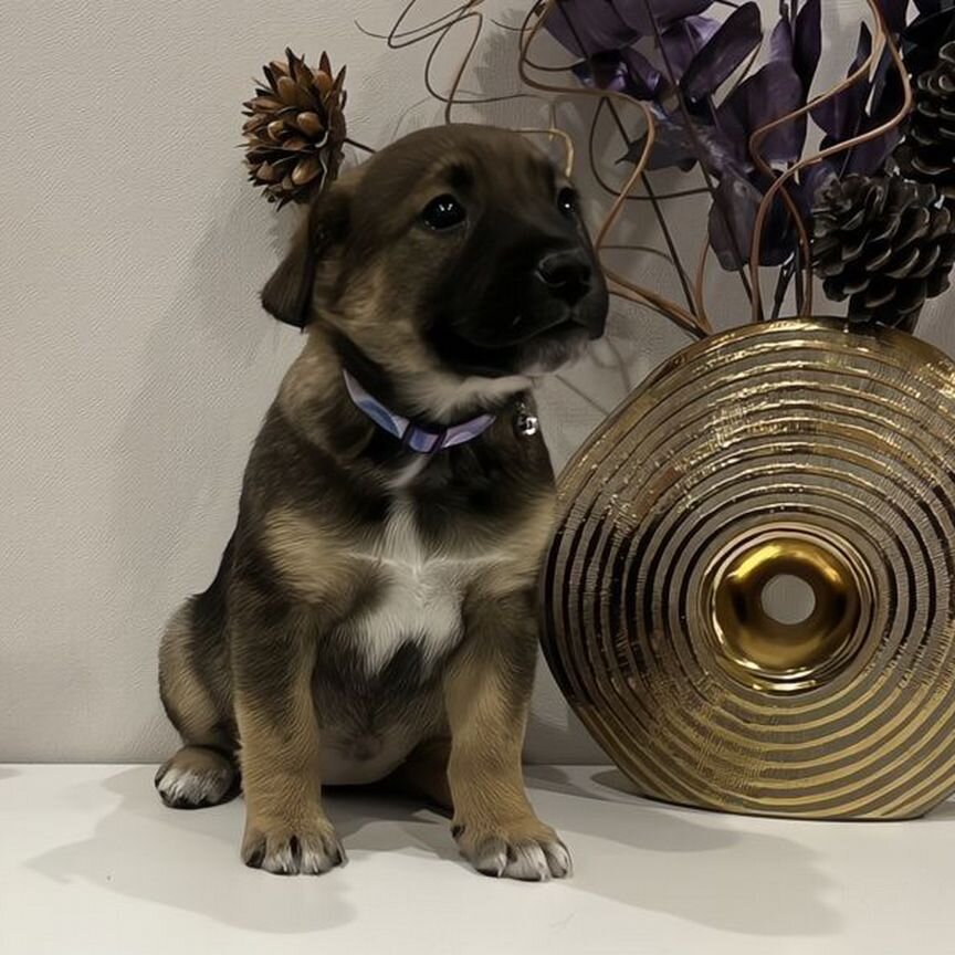 Щенок в добрые руки