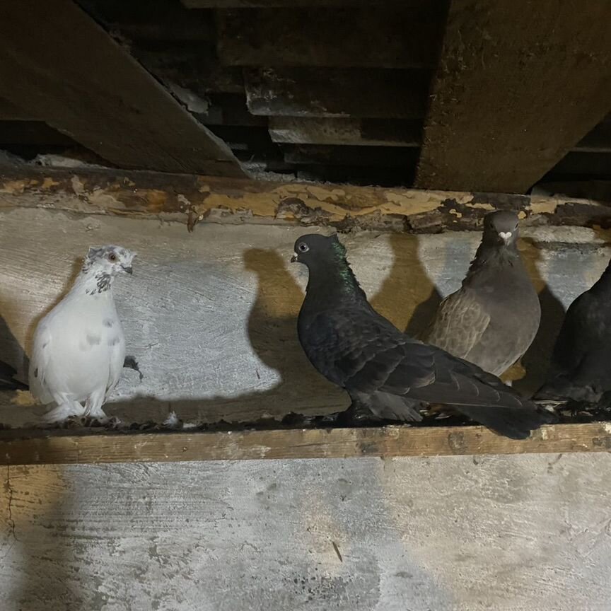 Голуби узбеки