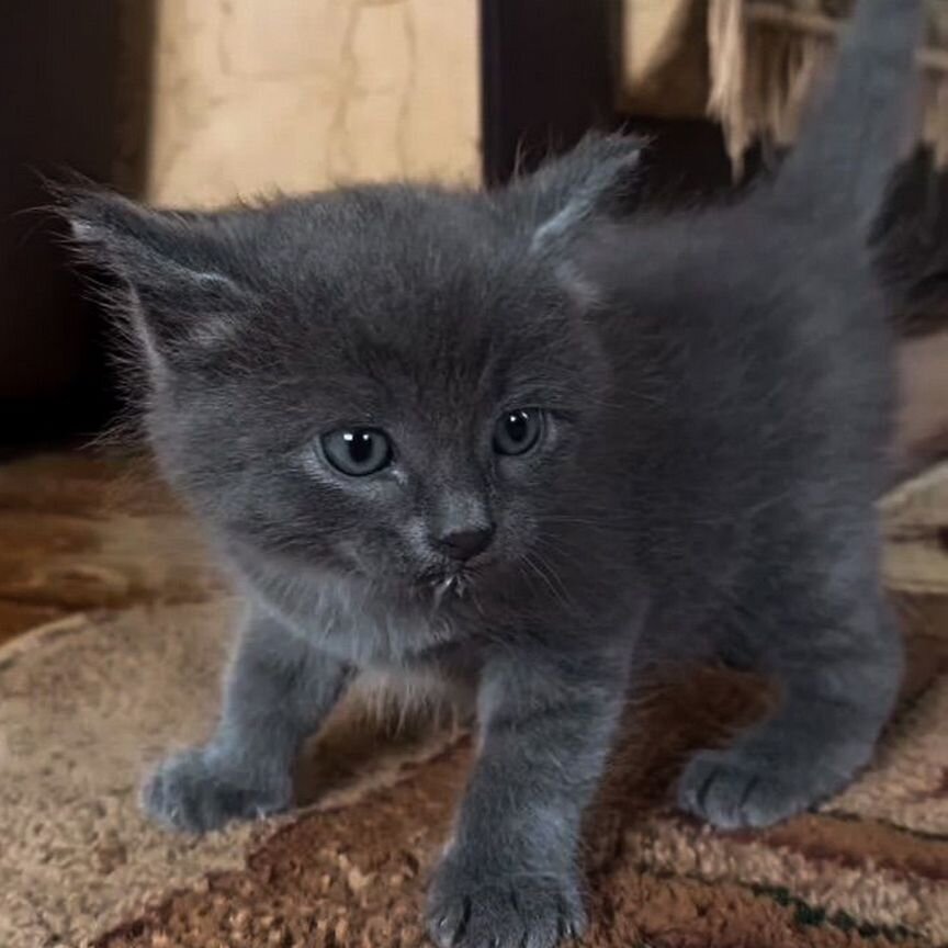 Уральский рекс котёнок