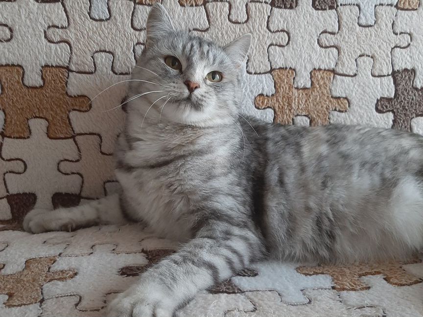 Кошечка красавица в добрые руки