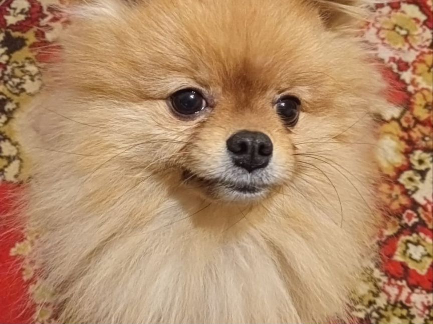 Померанский шпиц