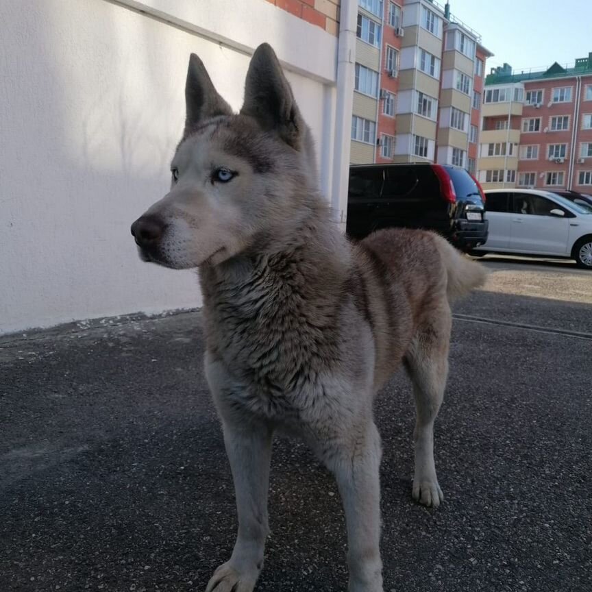 Хаски в беде