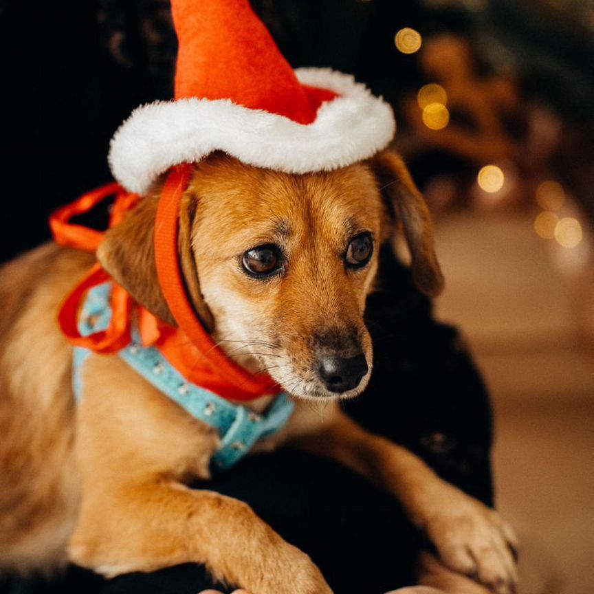 Взрослая собака в добрые руки