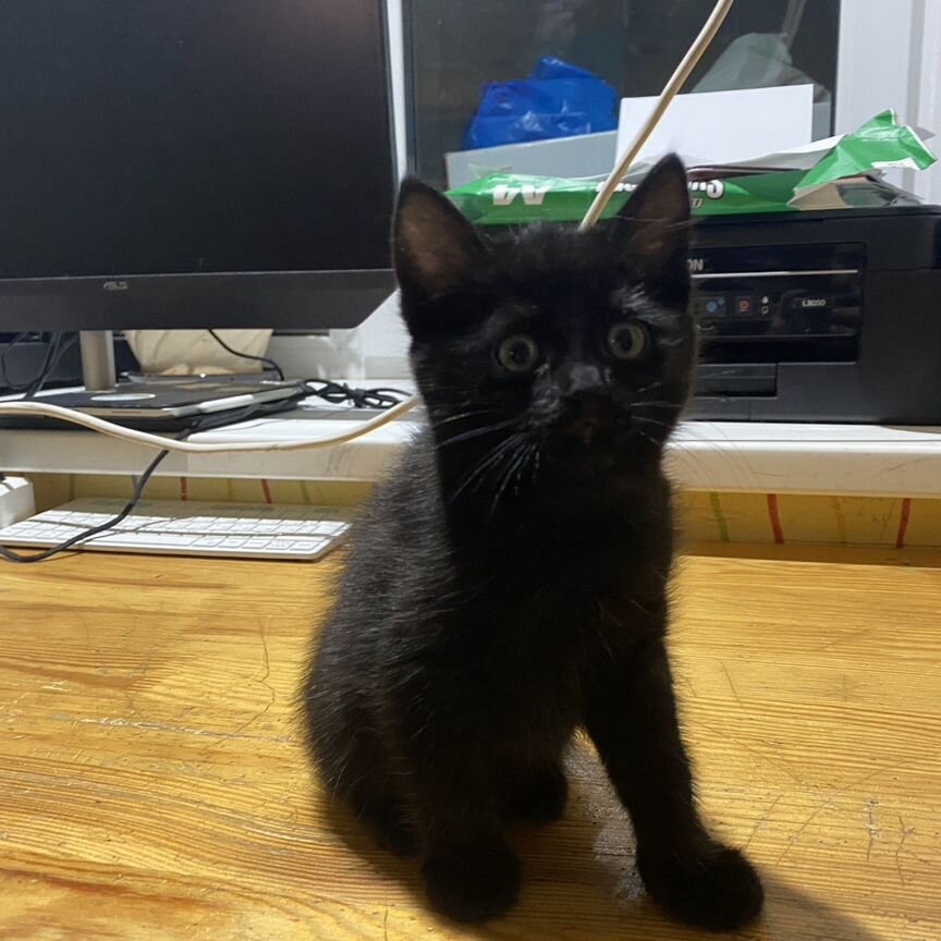 Черный котенок