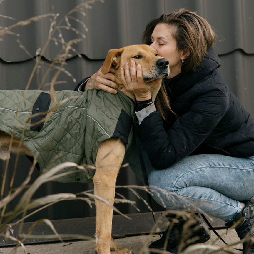 Взрослый пёс в добрые руки