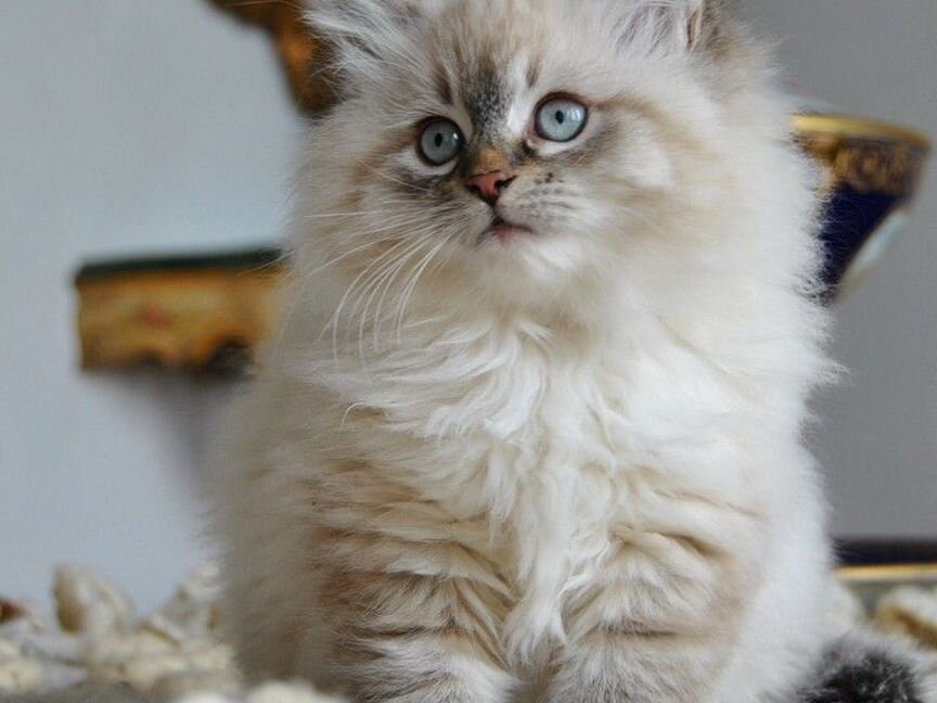 Сибирский мальчик