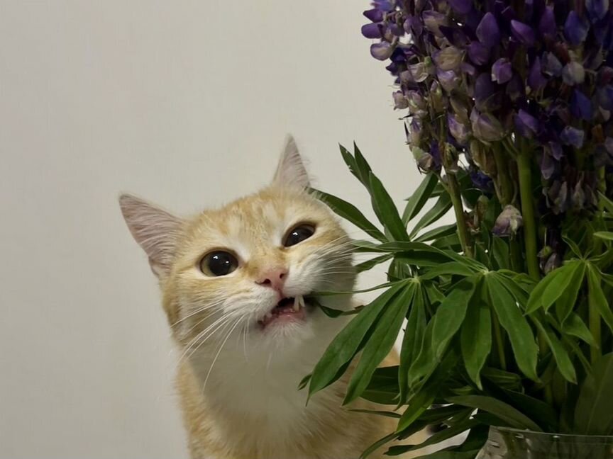 Рыжая булочка ищет семью