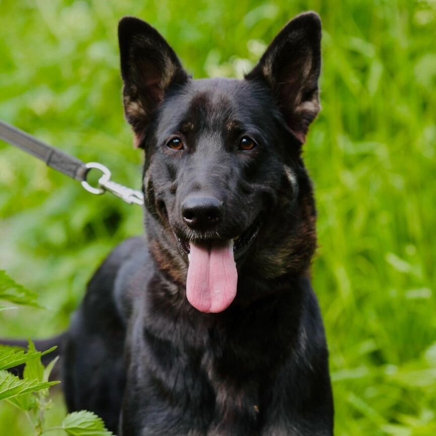 Немецкая овчарка