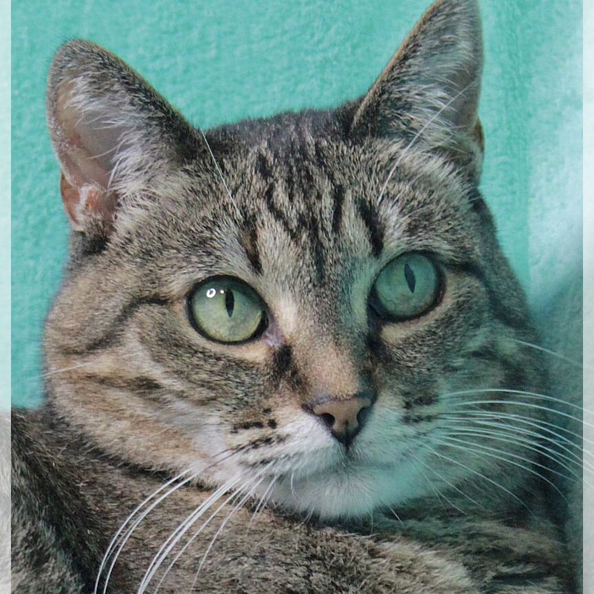 Взрослая, кошка в добрые руки