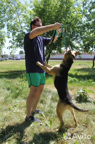 Собака в добрые руки