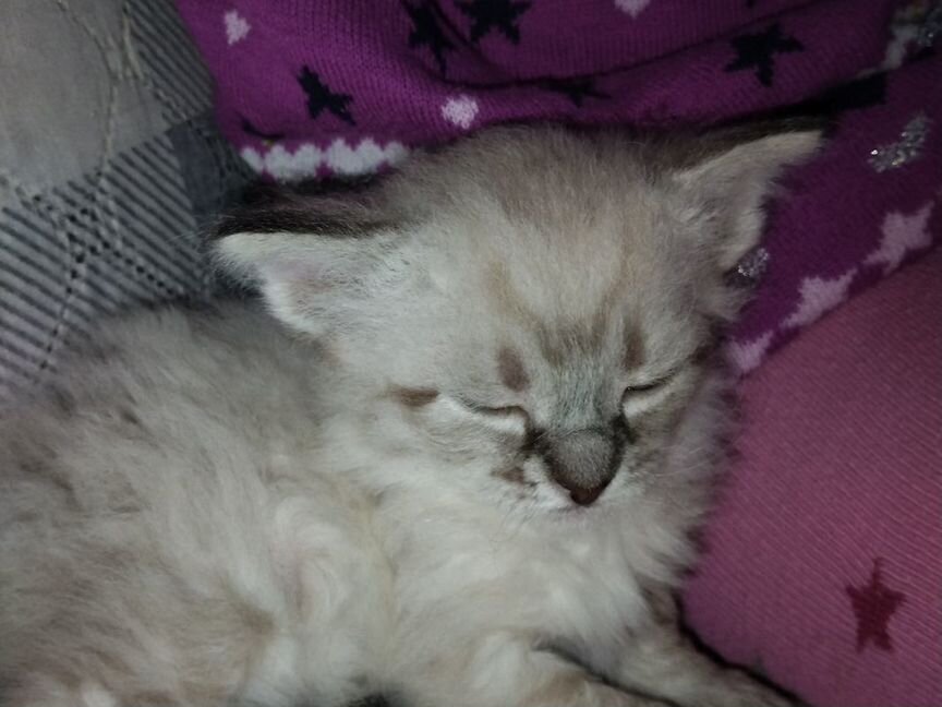 Сфинкс браш