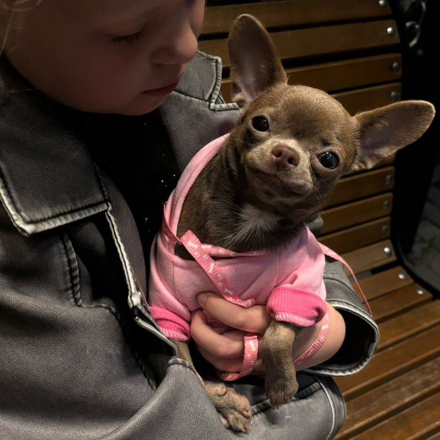 Чихуахуа девочка 10 месяцев