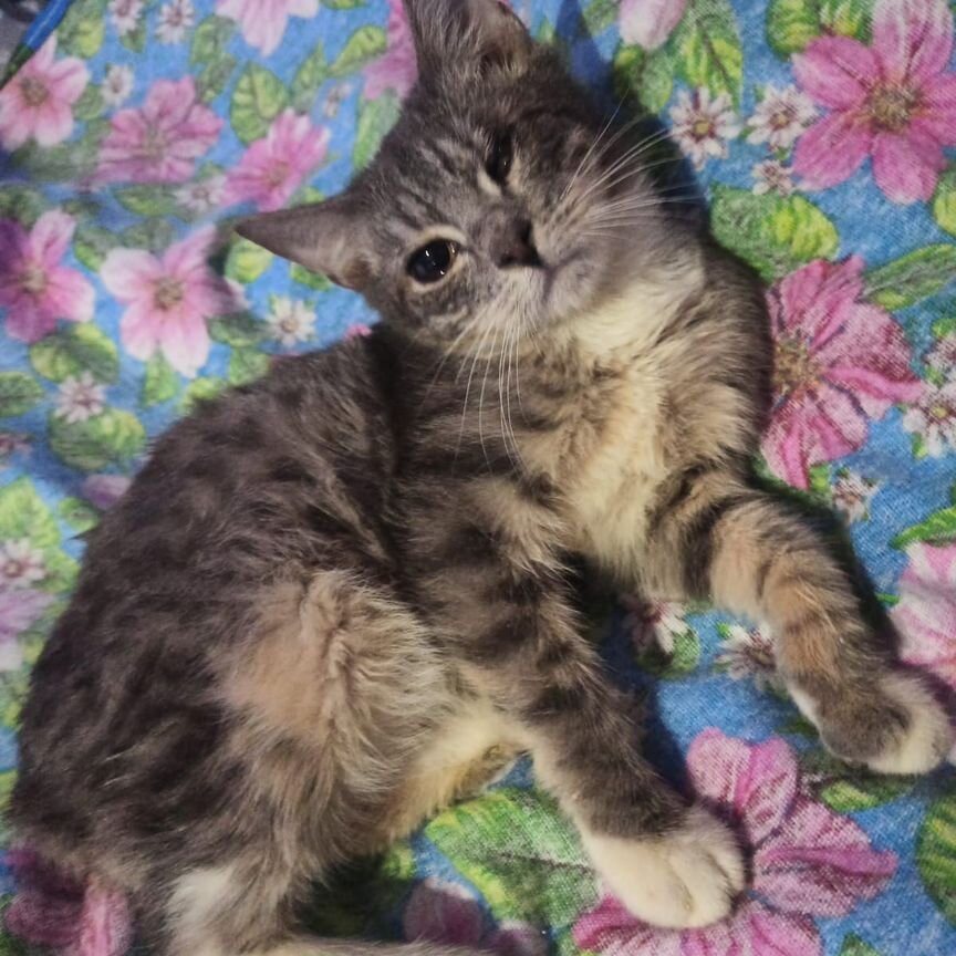 Котик Сильвер