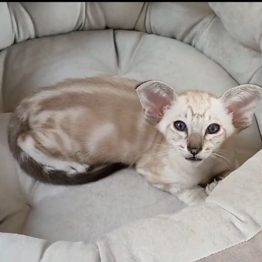 Ориентальные малыши