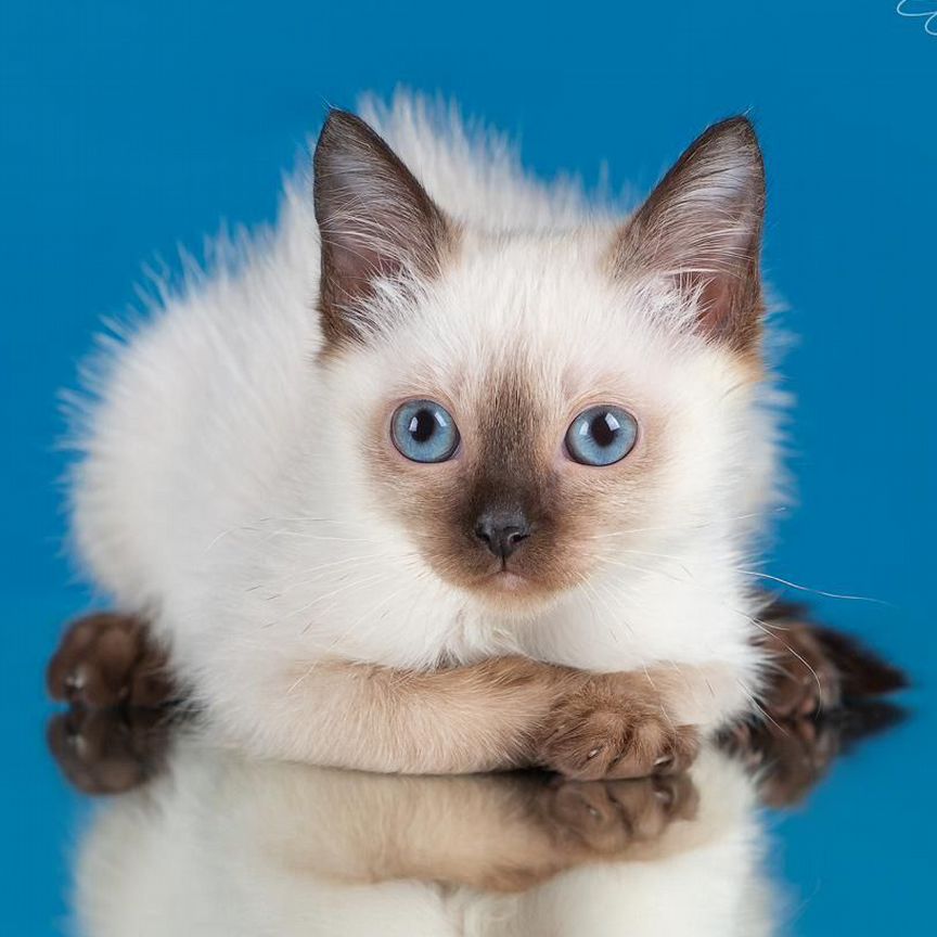 Котята той боб