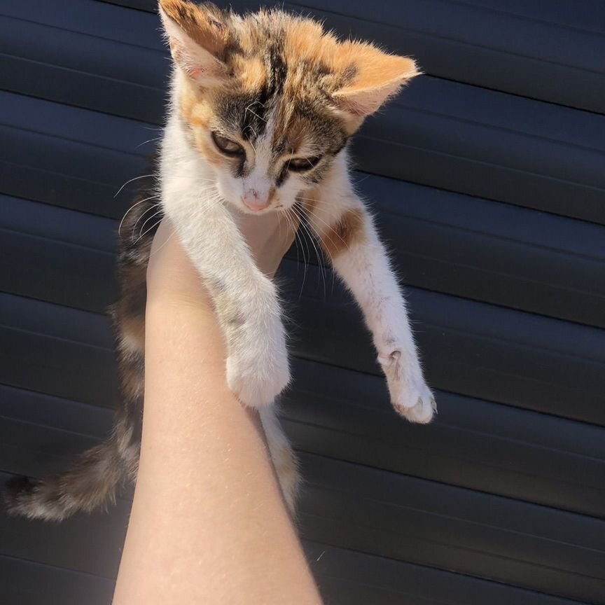 Котенок