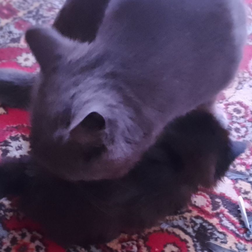 Котенок