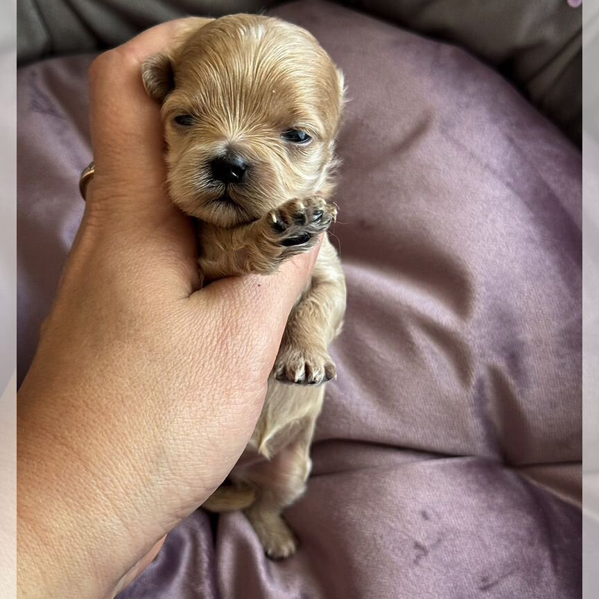 Мальтипу, щенок