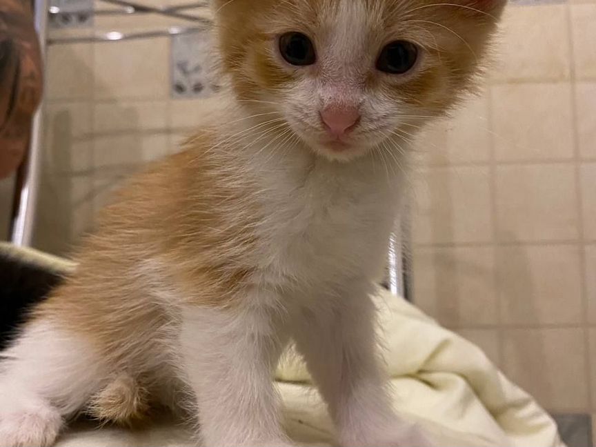 Котята ищут дом