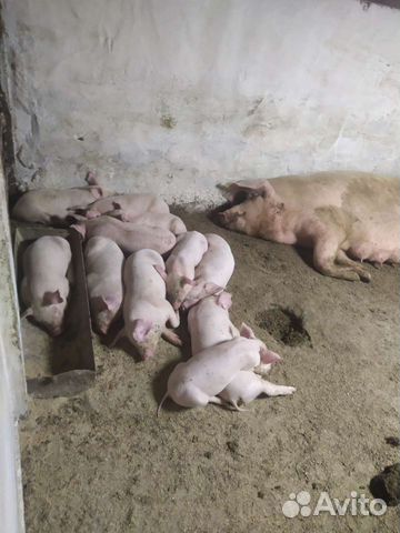 Поросята