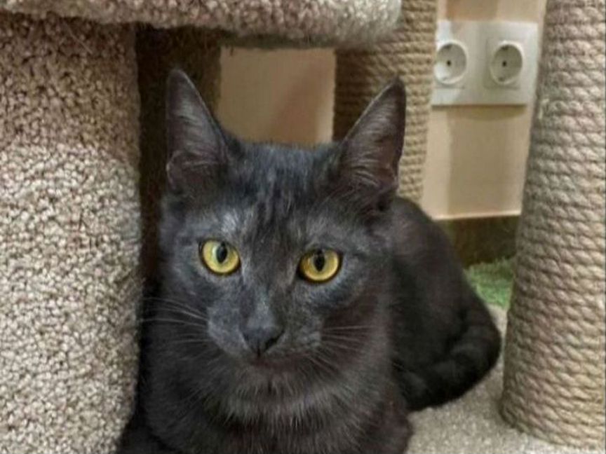 Красавец Кузьма в самые добрые руки. Лесной приют